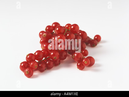 Single ripe red currant close up with a bunch in the background over a ...