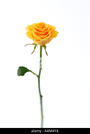 Single stem yellow rose with cut stem and scissors Stock Photo - Alamy