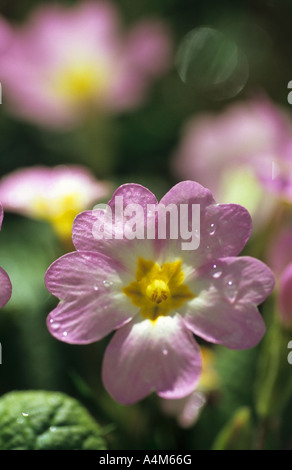 Primula vulgaris, primrose flower in the forest Stock Photo - Alamy