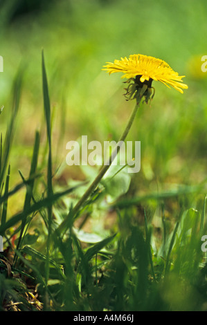 A yellow dandelion Taraxacum officinale flower is centered against a ...