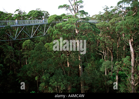 Tree Top Walk, Valley of the Giants, Walpole-Nornalup National Park ...