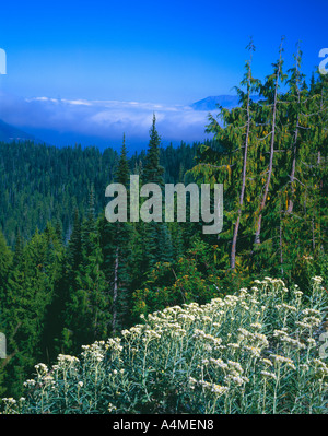 Foggy forest scene in Olympic National Park in Washington. Mist over ...