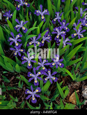 Small purple wildflower Crested Dwarf Iris Great Smoky Mountains ...
