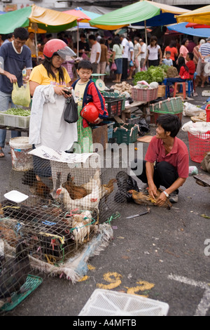 Malaysia Borneo Sarawak Sibu Sunday food market chickens trussed in ...