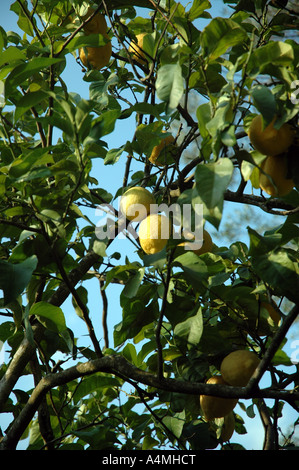 lemon trees in Parga Greece Stock Photo - Alamy