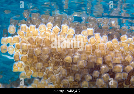 Sea Thimble Jellies (Linuche unguiculata) schooling near the surface ...