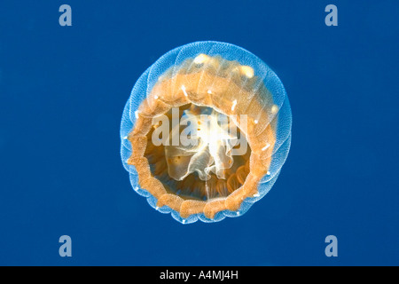 Sea Thimble Jellies (Linuche unguiculata) schooling near the surface ...