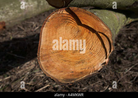 Ash tree cut down showing cross section of growth rings Stock Photo - Alamy