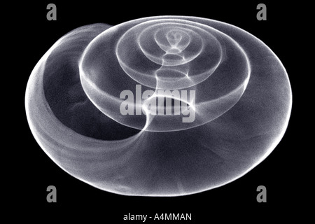 X-ray photograph of a land snail shell (Zonites algirus). Radiographie ...