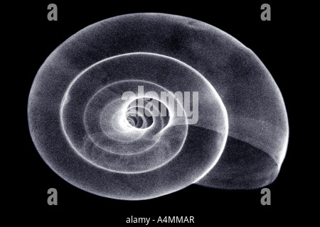 X-ray radiograph of a land snail shell (Zonites algirus). Radiographie ...