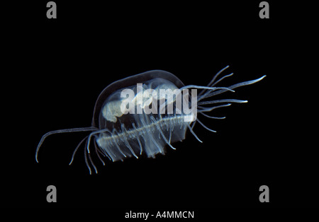 freshwater jellyfish (Craspedacusta sowerbii, Craspedacusta sowerbyi ...