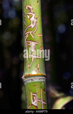 Writing on bamboo Zhongshan Park Beijing China Stock Photo - Alamy
