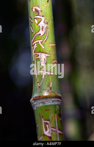 Writing on bamboo Zhongshan Park Beijing China Stock Photo - Alamy