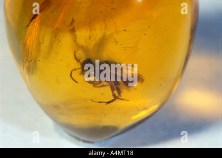 Bee in Dominican amber Stock Photo - Alamy