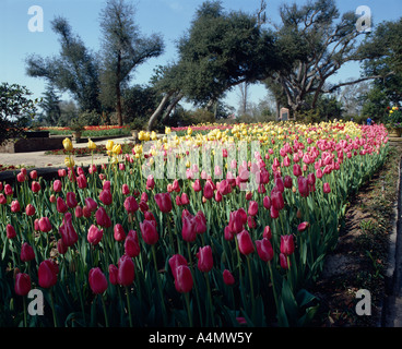 Colorful tulip flowers blooming at public park in Saigon (Ho Chi Minh ...