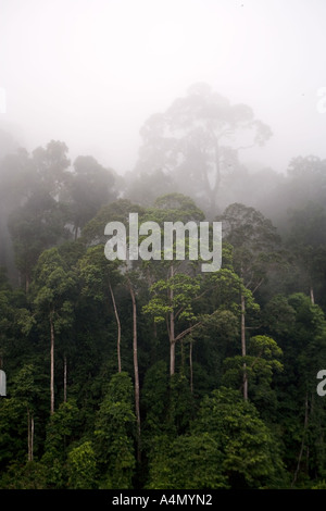 Primary rainforest, eastern Sabah, Borneo, Malaysia Stock Photo - Alamy