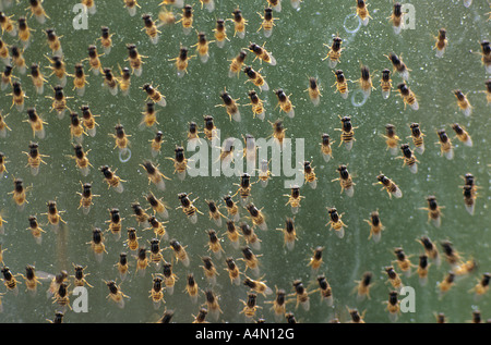 Yellow swarming fly (Thaumatomyia notata) aggregation and some Cluster ...