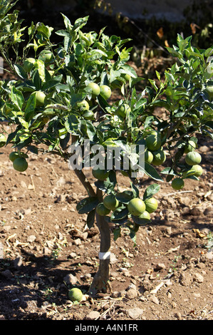 vertical green unripened oranges on an orange tree bush growing in a ...