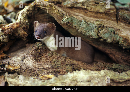 Stoat (Mustela erminea Stock Photo - Alamy