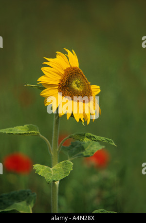 Sunflower Helianthus uk Stock Photo - Alamy