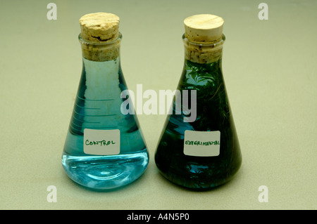 Aquatic plant, Elodea, in flask of bromthymol blue indicator for carbon ...