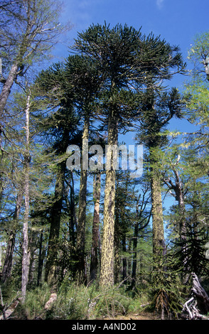 Pehuen trees near Pucon, Monkey Puzzle, Cani Nature Reserve Stock Photo ...