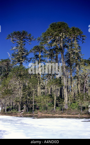 Pehuen trees near Pucon, Monkey Puzzle, Cani Nature Reserve Stock Photo ...