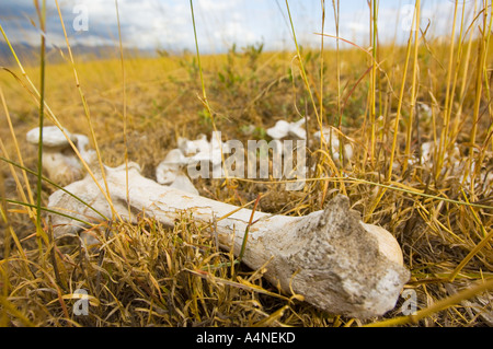 skeleton scrag bones of a wild GNU wildebeest in the CHYULU MOUNTAINS ...