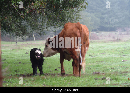 Cow with newborn calf only hours old in Occidental California Stock ...