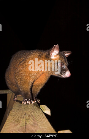 common brush tail possum, silver-grey possum, bushy-tail possum ...