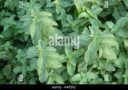 Japanese mint (Mentha arvensis Stock Photo - Alamy