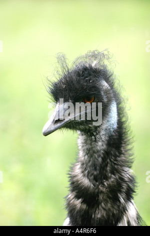 EMU Flightless Bird Dromaius novaehollandiae Australia Stock Photo - Alamy