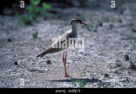 Kronenkiebitz / Crowned plover or Crowned lapwing / Vanellus coronatus ...