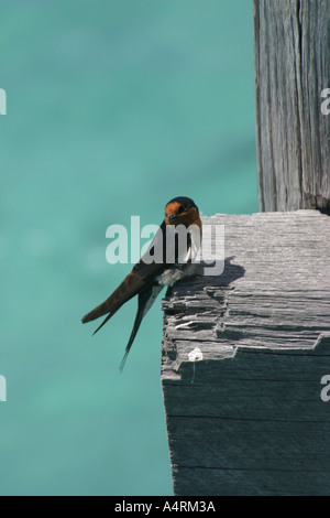 welcome swallow (Hirundo neoxena Stock Photo - Alamy