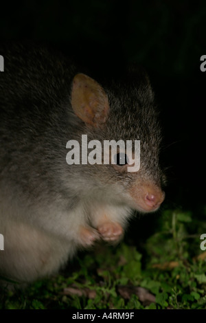 Rufous Bettong (Aepyprymnus rufescens) at night, Victoria, Australia ...