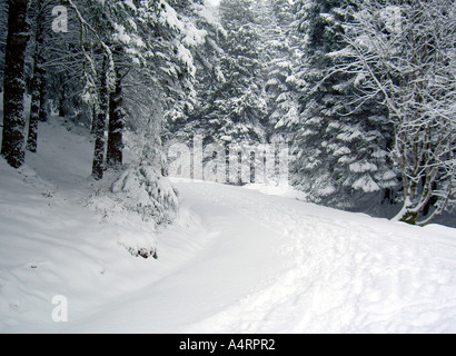 Snow covered trees, Mt Floyen, Bergen, Norway, Scandinavia, Europe ...