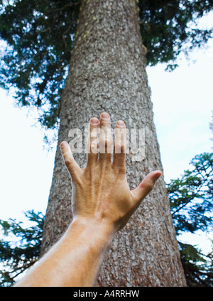 Trees growing together to one trunk. Twisted tree Stock Photo - Alamy