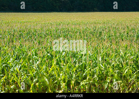 A vast field of tall, green corn plants under a blue sky with wispy ...