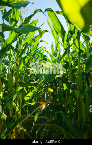 A corn field with tall rows of corn on both sides. Corn plant 3D Stock ...