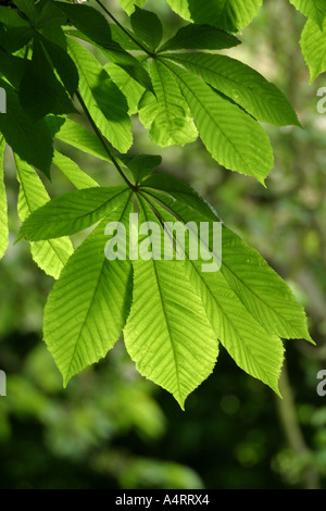 branch of a chestnut tree with green leaves and buds in spring Stock ...