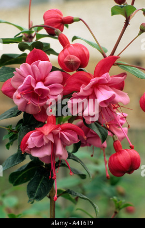 Fuchsia Heidi Ann Stock Photo - Alamy