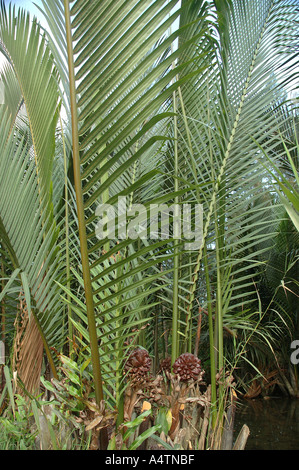 Nipa palm Nypa fruticans in Vietnam known as water coconut Common South ...