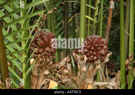 Nipa palm, or water coconut seed cluster, Hoi An, Vietnam Stock Photo ...