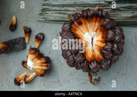 Nipa palm, or water coconut seed cluster, Hoi An, Vietnam Stock Photo ...