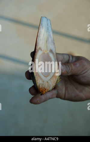 Nipa palm, or water coconut seed cluster, Hoi An, Vietnam Stock Photo ...