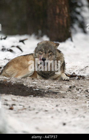 Wolf meal (canis lupus Stock Photo - Alamy