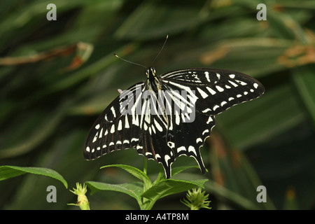 Asian swallowtail, Chinese yellow swallowtail or Xuthus swallowtail ...