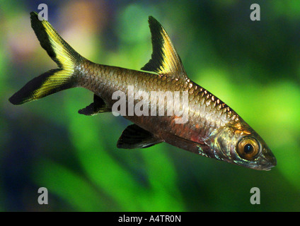 Silver Shark or Bala Shark Balantiocheilos melanopterus Malaysia Stock ...