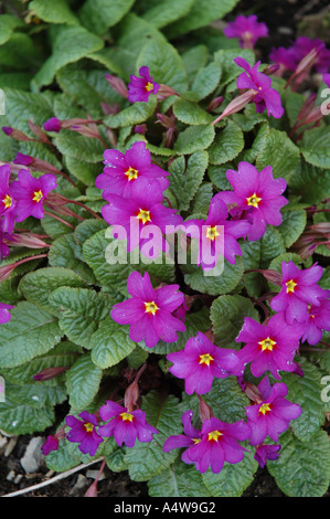 Purple primroses growing wild Stock Photo - Alamy