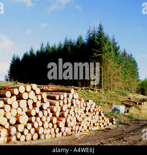 SCOTS PINE BEING FORESTED NEAR LAKE OF MONTEITH, ON THE EDGE OF THE ...